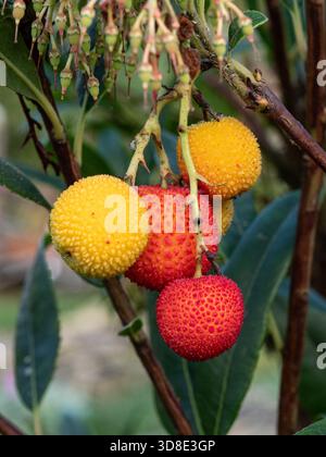 fruits of Arbutus unedo yellow and red in autumn. The arbutus is a ...