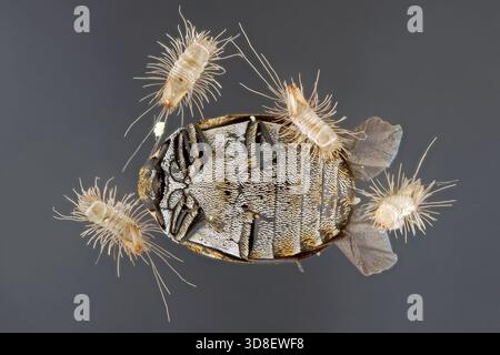 Young larvae and abult of carpet beetle, Anthrenus in the Dermestidae ...