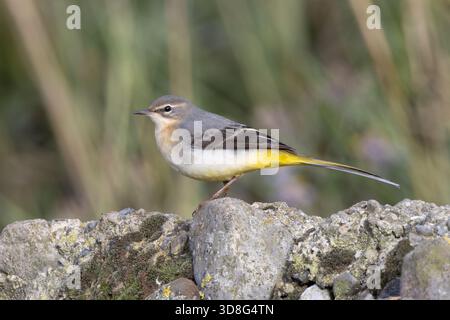 Grey wagtail photographed at Bull Island Dublin Ireland. This slender ...
