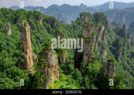 Lush forest and stone karst at the Avatar Mountains Zhangjiajie ...