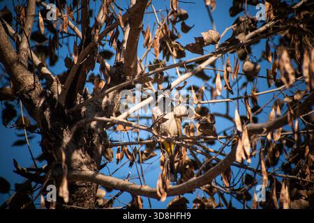 A Himalayan Bulbul (Pycnonotus leucogenys), also known as the white ...