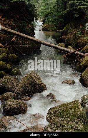 German mountain stream flowing through the forest Stock Photo - Alamy