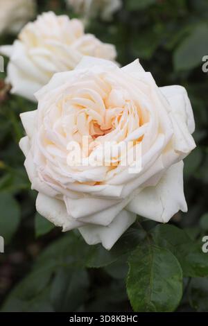 Rosa Betty's Smile, creamy white pink tinged hybrid tea rose also known ...