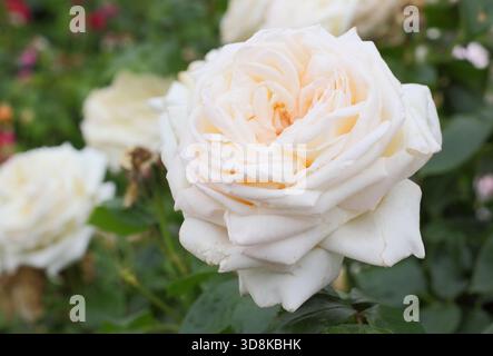 Rosa Betty's Smile, creamy white pink tinged hybrid tea rose also known ...