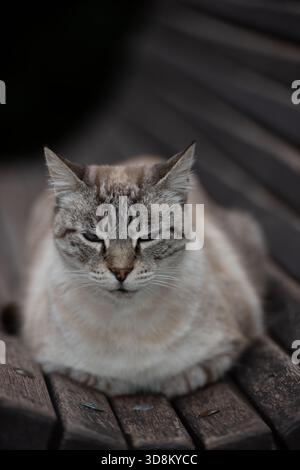 Beautiful stray white cat with blue eyes Stock Photo - Alamy