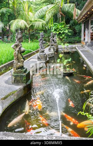 koi fish in a pond Ubud Ubud Bali Indonesia Stock Photo - Alamy