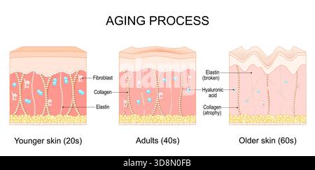 Aging process. comparison of young and aged skin. Collagen, Elastin and ...