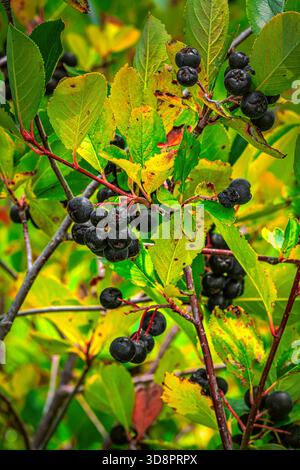 Black rowan aronia chokeberry Stock Photo - Alamy