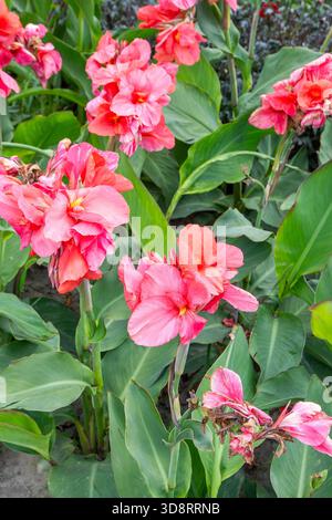 A closeup of the red canna lilies growing in the garden Stock Photo - Alamy
