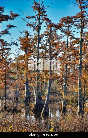 Colorful autumn cypress tree standing in swamp water with reflections ...