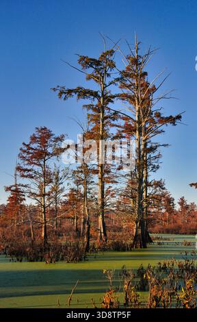 Colorful autumn cypress tree standing in swamp water with reflections ...