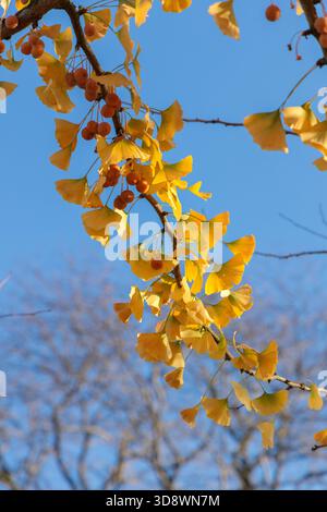 beautiful colorful pattern with ginkgo biloba leaves - bright floral ...