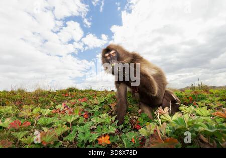 A closeup shot of a female sitting and eating a slice of cake Stock ...