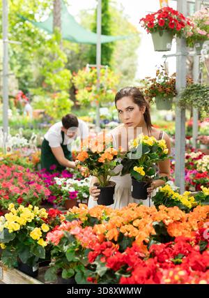 Woman chooses and buys flowers begonia hiemalis in flower shop Stock ...