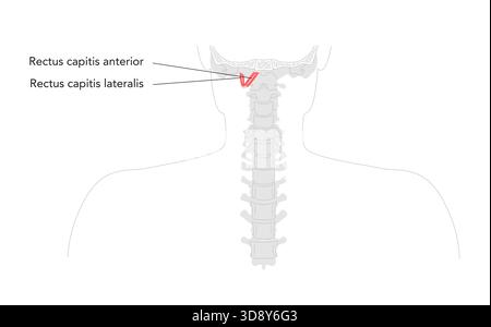 Longus capitis - Labeled anterior neck muscle shown in anatomy ...