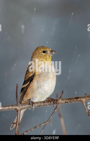 A closeup of an American Goldfinch, Spinus tristis on golden plants ...