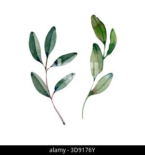 Mediterranean olive branch, elegant foliage, ripe fruit, sliced and ...