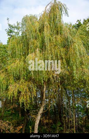 Weeping Willow Tree in the Yard Stock Photo - Alamy