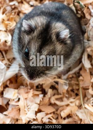 funny little rat on paper background Stock Photo - Alamy