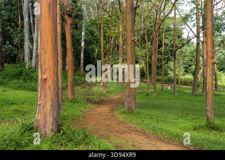 Rainbow Eucalyptus trees at Keahua Arboretum near Kapa'a, Kauai, Hawaii ...