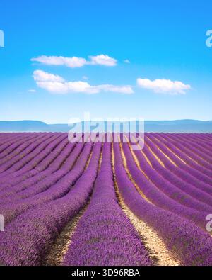 Rows of Lavender and Lavender Fields on Valensole Plateau with lower ...