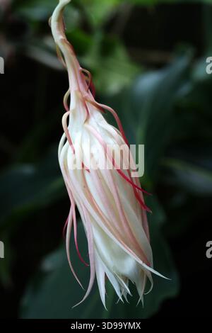 Queen of the Night, Epiphyllum oxypetalum, Dutchman’s Pipe Cactus ...