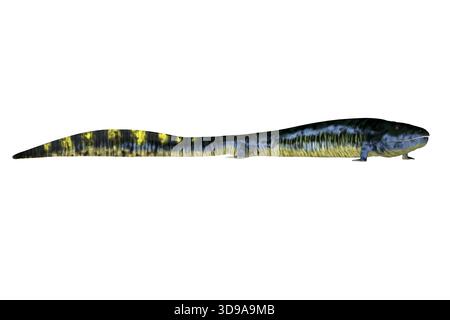 Eogyrinus was a aquatic predatory tetrapod that lived in the ...
