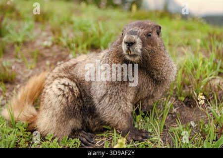 Marmot capybara. Marmot wild largest rodent. Woodchuck rodent. South ...