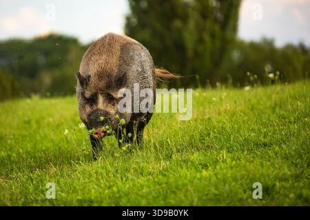A wild boar (Sus scrofa) walks through a meadow of tall green grass ...