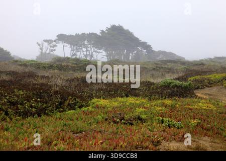 Foggy autumn morning in California. Half Moon Bay Stock Photo - Alamy