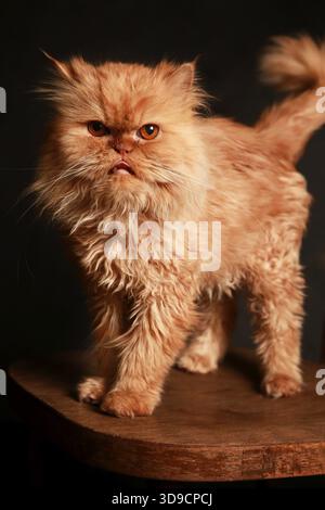 Head shot of red Persian cat sitting isolated on black background and ...