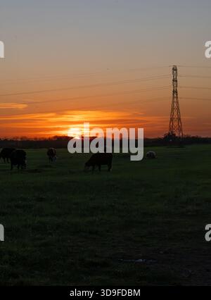A vertical shot of a grazing cattle Stock Photo - Alamy