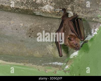 Flat-faced Fruit-eating Bat (Artibeus planirostris Stock Photo - Alamy