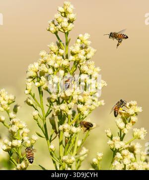 Insects collecting pollen on flowers in summer garden, with blur ...