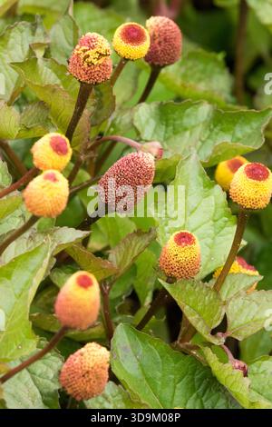 Toothache Plant Spilanthes Acmella oleracea 'Lemon Drops' garden herb ...