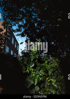 Leafy summer ivy plants and leaves growing in the garden Stock Photo ...