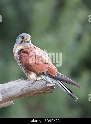 Kestrel (Falco tinnunculus) male bird perched in tree, Fife, Scotland ...