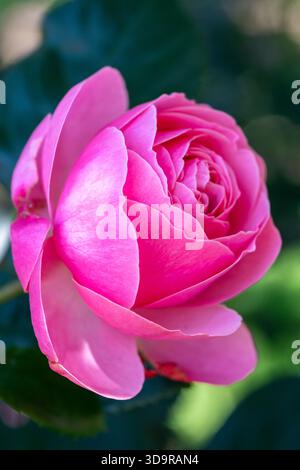 Vertical macro of a deep pink rose bud opening its petals, with ...