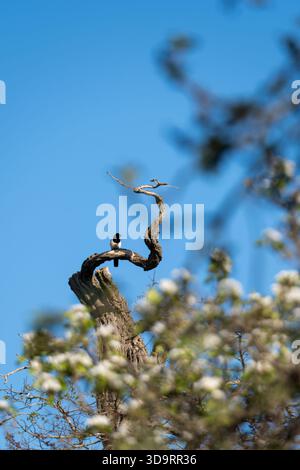 Magpie perched in a tree at spring - Spain Stock Photo - Alamy