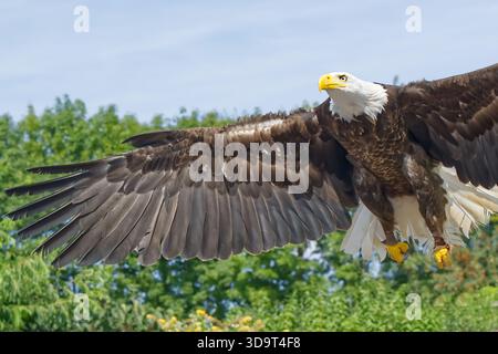 Bald eagle soaring against a lush green forest backdrop. Warwickshire ...