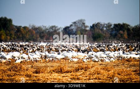 Migratory birds gather in Poyang Lake, Shangrao City, east China's ...