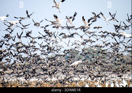 Migratory birds gather in Poyang Lake, Shangrao City, east China's ...