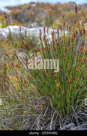 Cape thatching reed (Elegia tectorum or Chondropetalum tectorum or ...