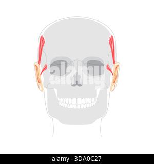 Superior Anterior auricular - Ear muscle illustrated in anatomy chart ...