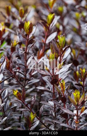 Hebe Midnight Sky, Garden Beauty Series, Veronica Lowten, Veronica ...