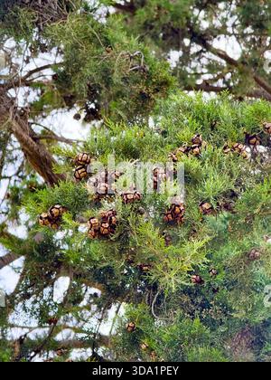 Dense evergreen conifer foliage texture forming natural green ...
