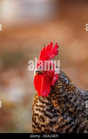 Light brown cockerel chicken (rooster) and hen on the edge of a path ...