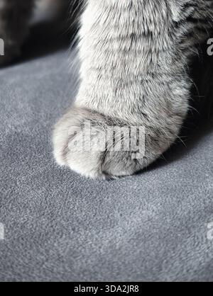 cat paw macro detail grey shorthair fabric Stock Photo - Alamy