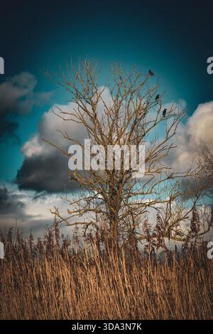 Dead tree crows Stock Photo - Alamy