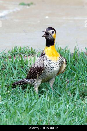 campo flicker, Feldspecht, Pic champêtre, Colaptes campestris, mezei ...
